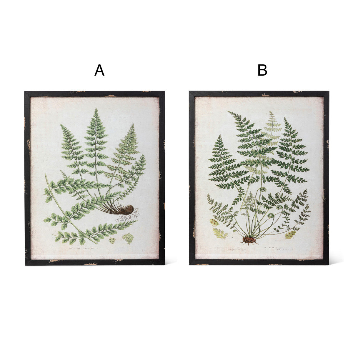 Botanical Study Fern Prints – Market 52